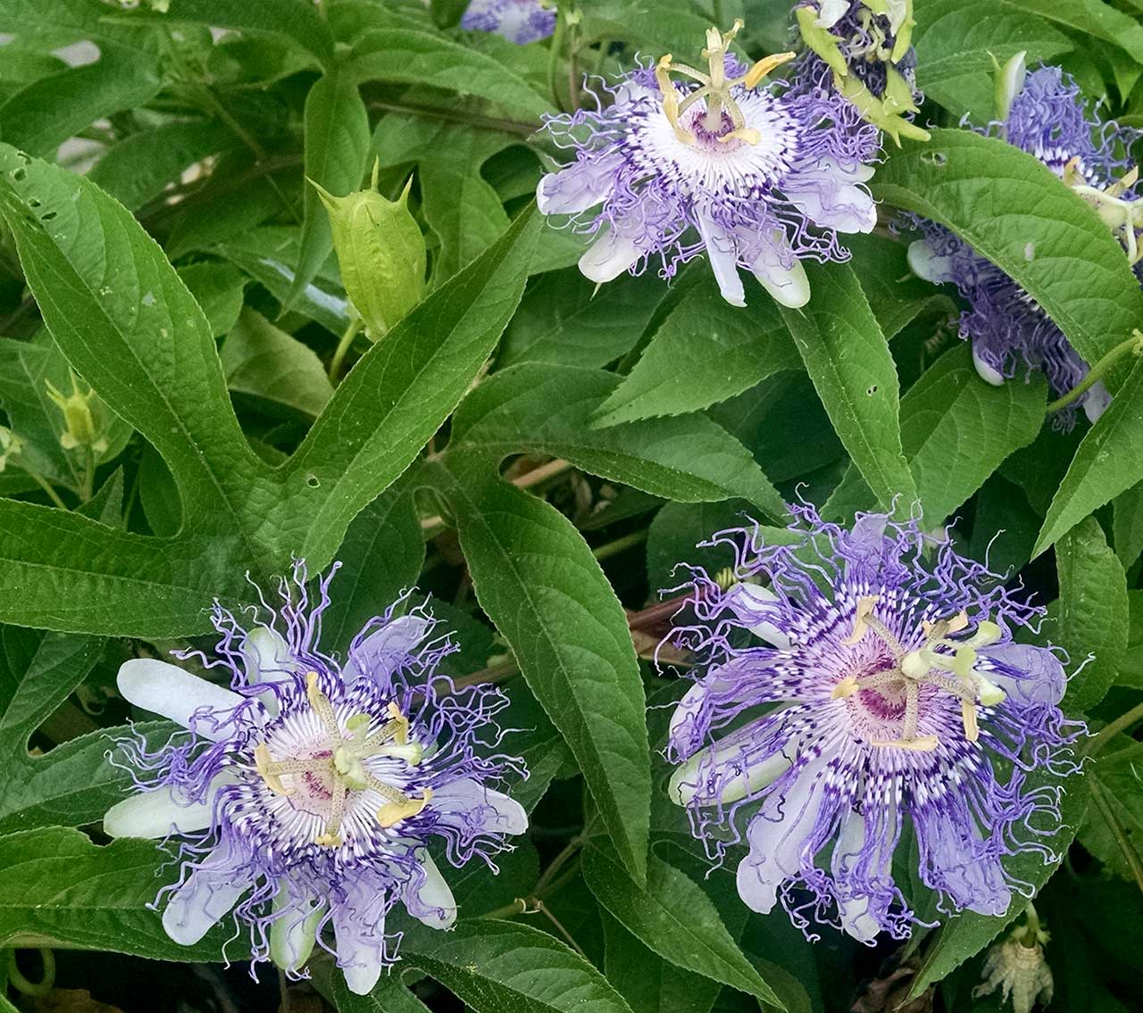 Poppular Photography: Passiflora incarnata Flowers