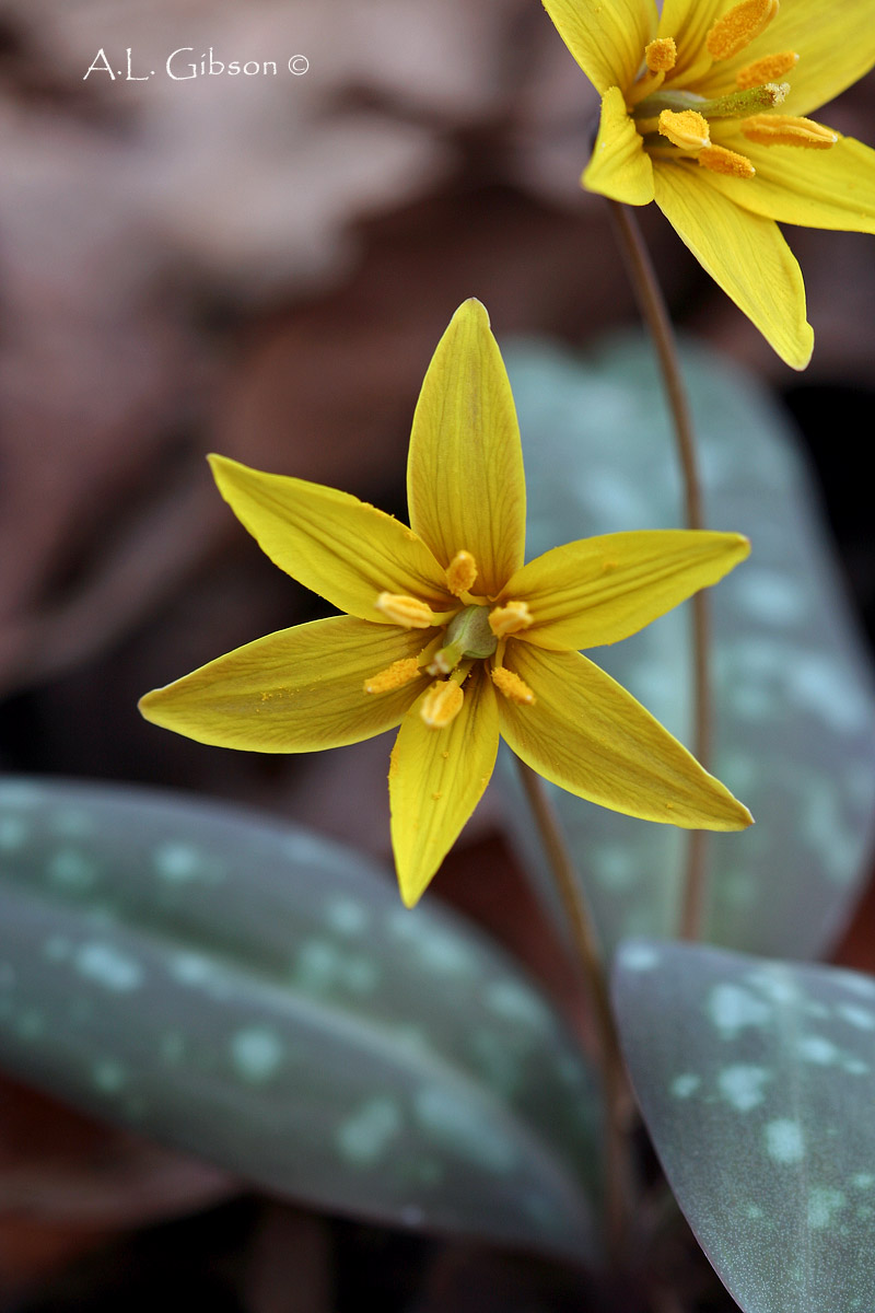 The Buckeye Botanist: The Botanical Find of a Lifetime