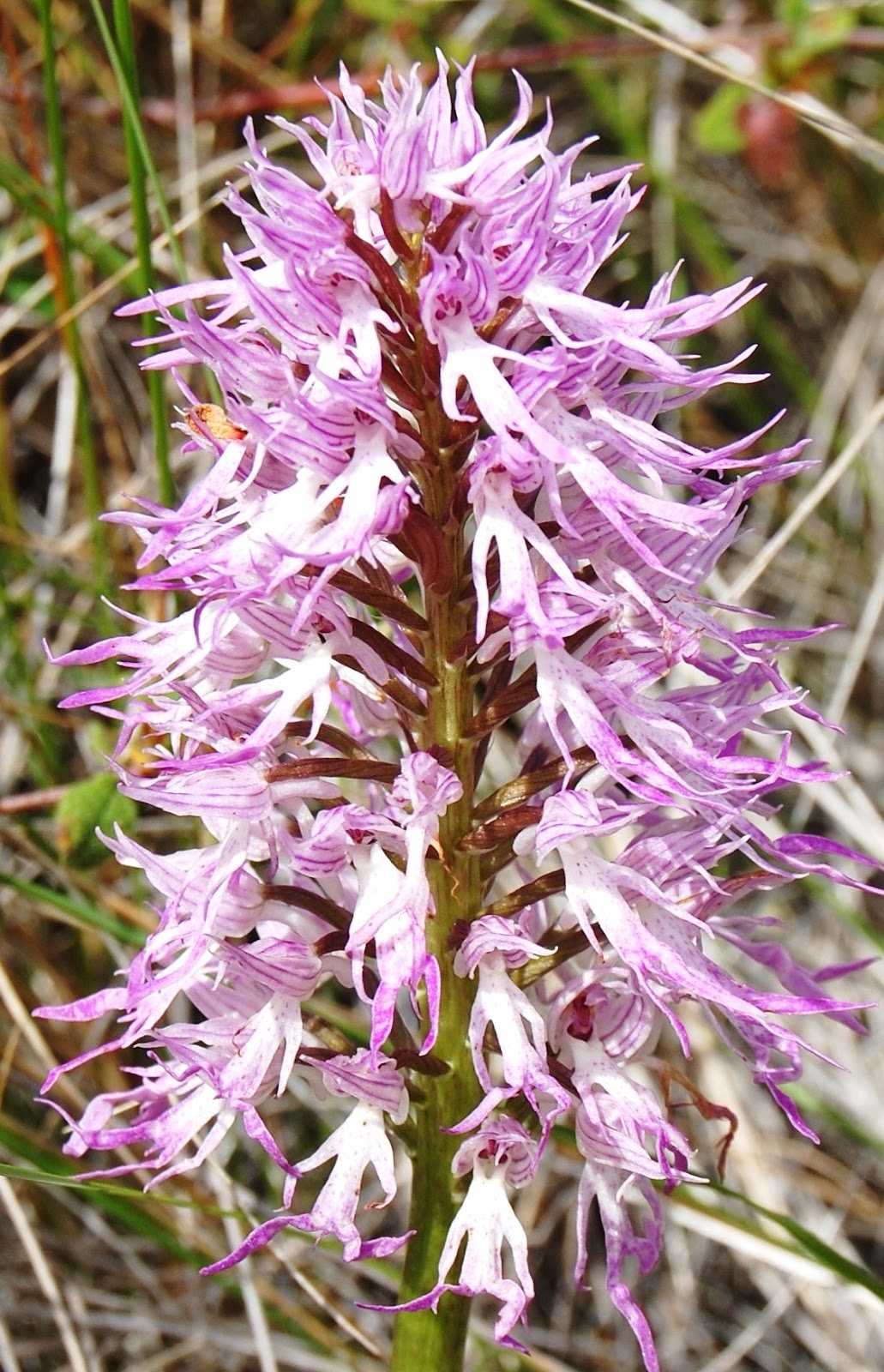 Terra dos Espantos: Orquídeas # 6: Flor-dos-rapazinhos (Orchis italica)