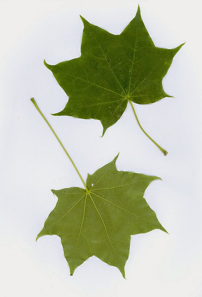 Всё о бегониях и не только...: Клён мелколистный / Клён моно / Клён ...