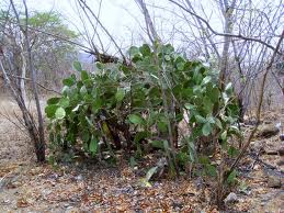 ECOSISTEMAS DE COSTA RICA: MATORRAL SECO ESPINOSO