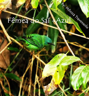 O que é necessário para observar aves? | Viajando, Criando e Inventando!