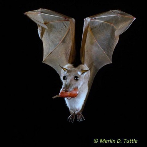 Epauletted Fruit Bat (Epomophorous labiatus)