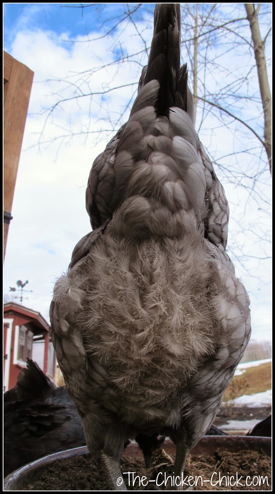 Flock Focus Friday, 3/21/14 | The Chicken Chick®