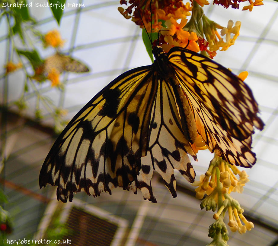 Stratford-upon-Avon Butterfly Farm - The Globe Trotter