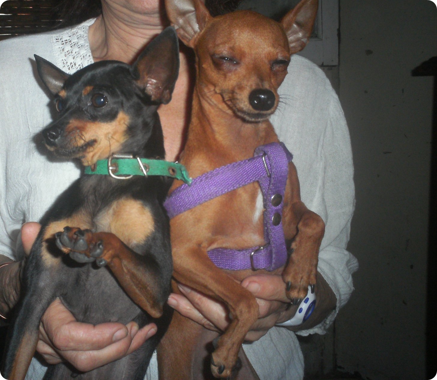 Criadero Familiar MaNuni Pinscher (Tout-Petits): PINSCHER MINIATURA