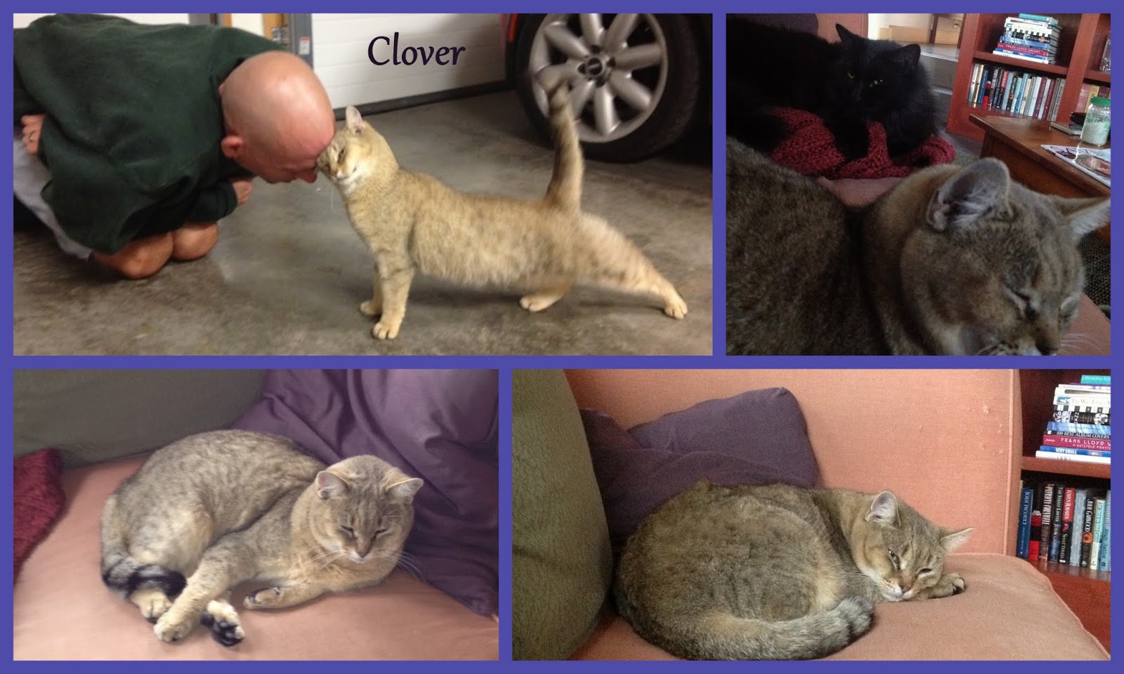 Confessions of a Gila Monster: A Tale of Two (or more) Kitties