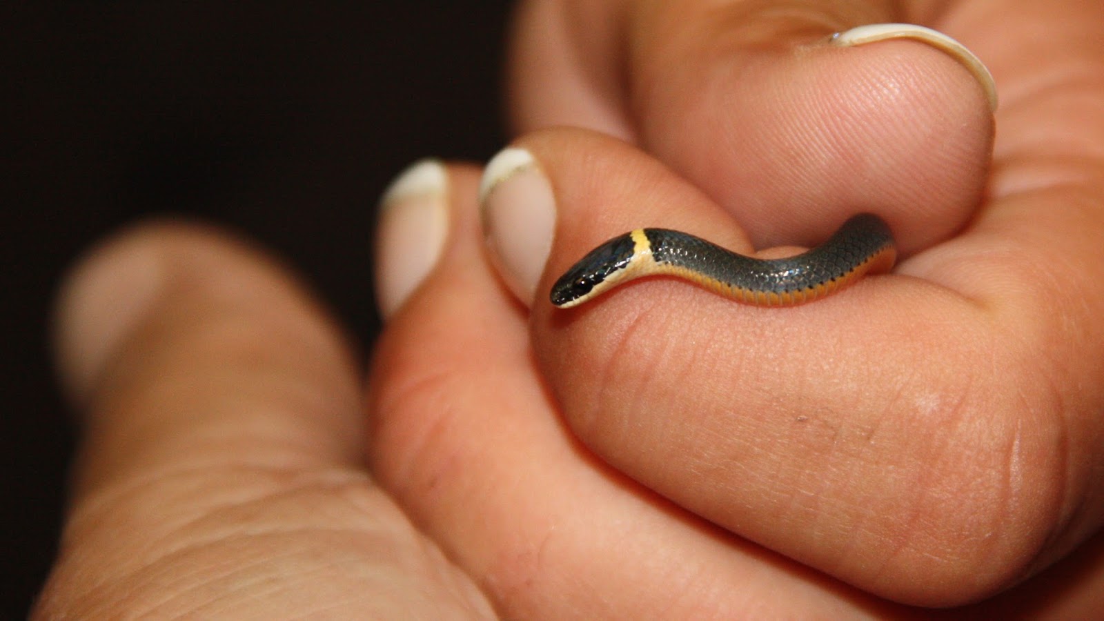 Ringed-neck snake