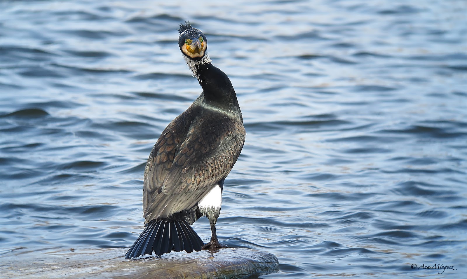 NATURANAFOTOS: Cormorán grande