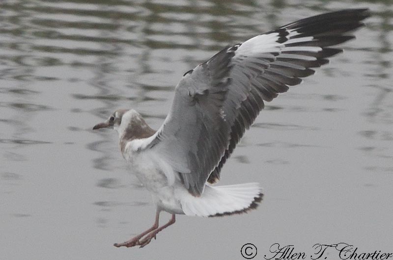 Michigan Hummingbird Guy: December 2018
