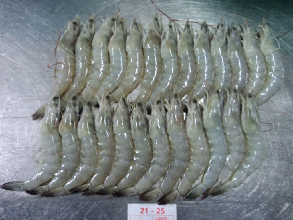Complete Information about Vannamei Shrimp Classification - Vannamei ...