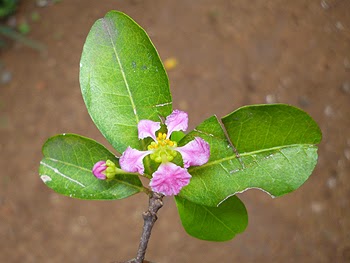 Barbados Cherry - Wild Crape Myrtle - Cheena Jamson | SL Flora