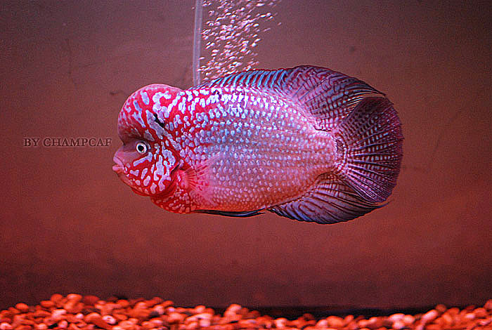 Flowerhorn The Hybrid Cichlids: Flower Horn, Flowerhorn, Lump Head ...