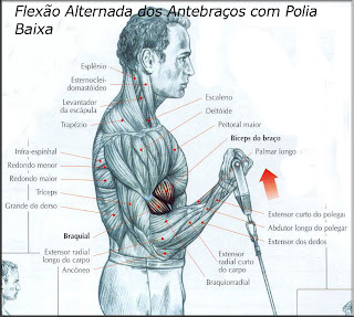 Luciano Cavalcante Personal Trainer: ANATOMIA DOS MOVIMENTOS DA ...