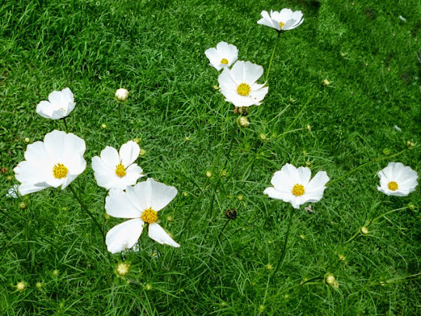 White Cosmos - Sudu Atapethiya | SL Flora