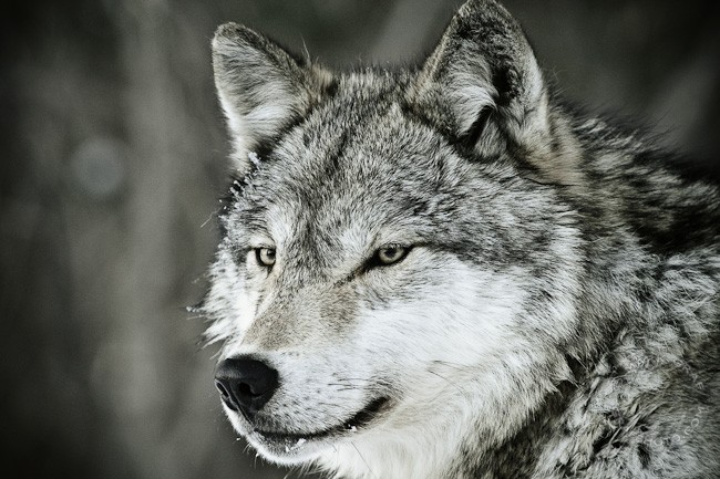 White Wolf : Fascinating Wolf Pictures Captured By Michigan ...