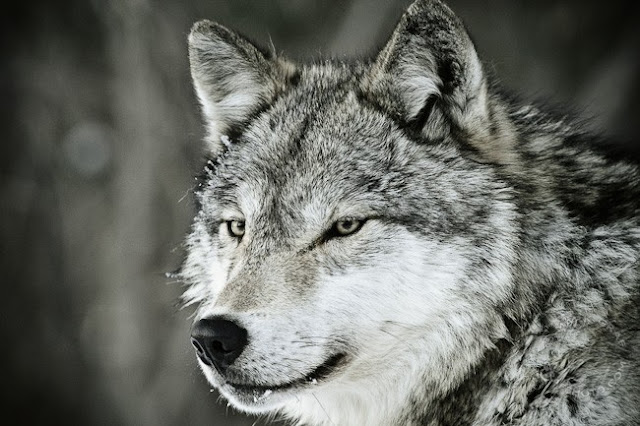 White Wolf : Fascinating Wolf Pictures Captured By Michigan ...