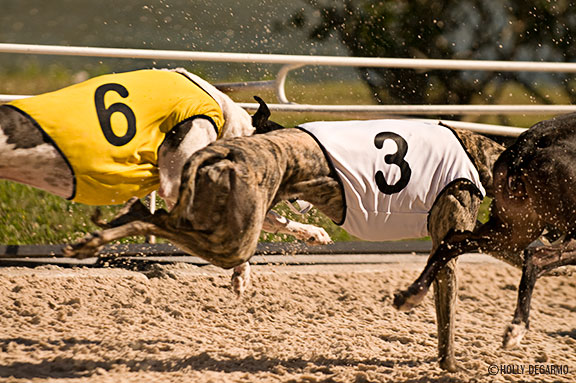 Holly DeGarmo Photography: Greyhounds At The Sarasota Kennel Club
