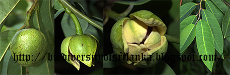 Biodiversity of Sri Lanka: වෙල් ආතා [Wel Atha]/Pond Apple/Alligator ...