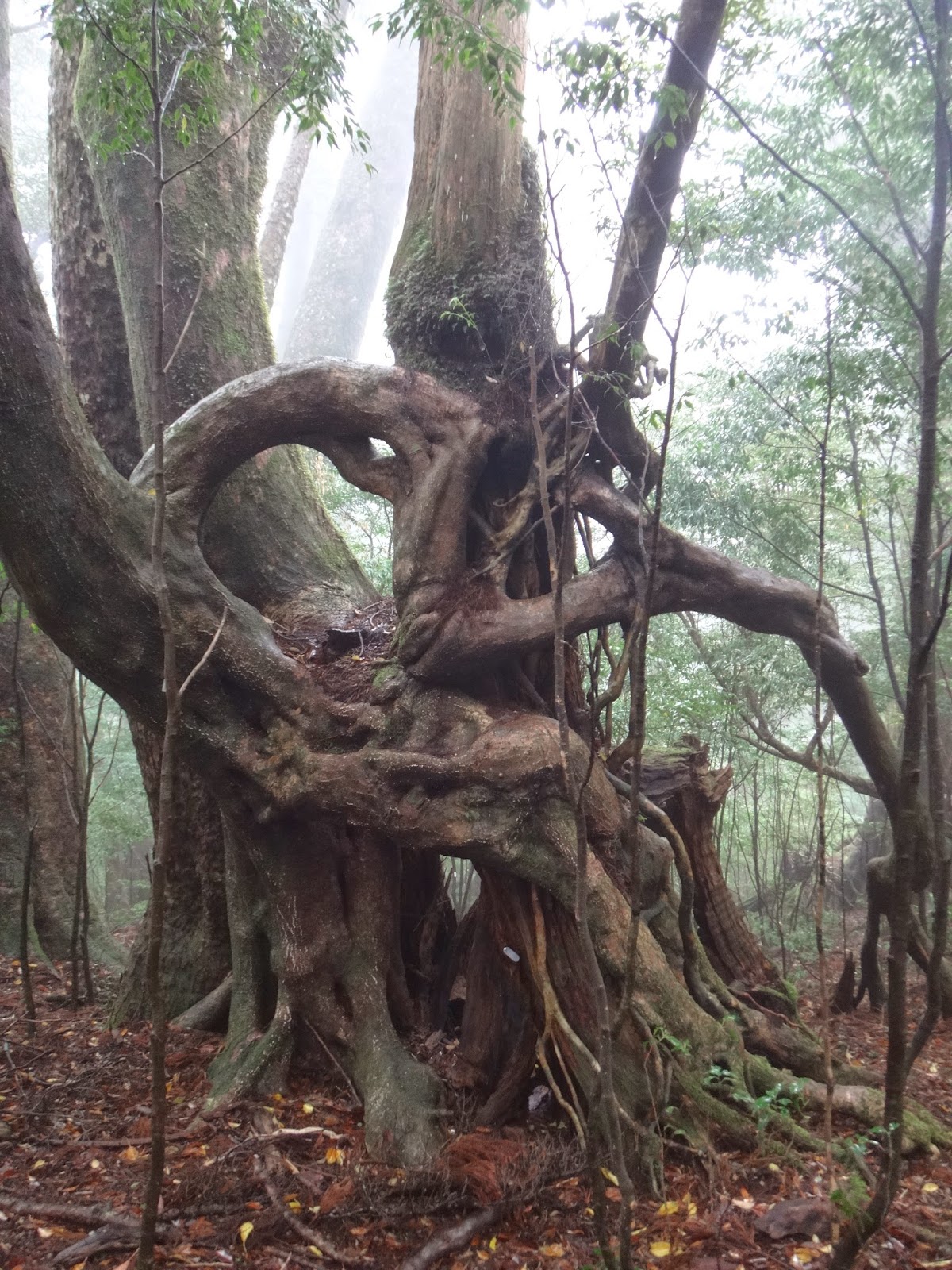 Yakushima Life: Yakusugiland - Overlooked Beauty