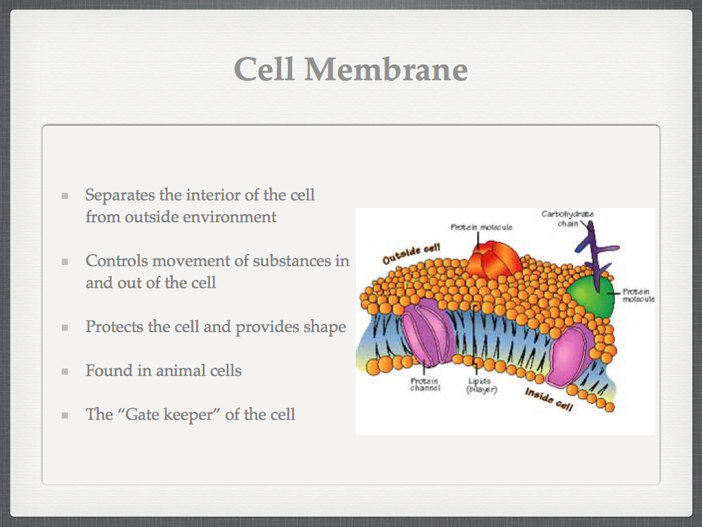 SASIC 6th Grade Adventures in Learning: Cell Organelles PowerPoint