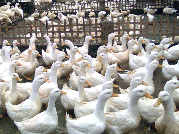 Jenis Bebek di Indonesia - Supplier hewan Ternak Surabaya