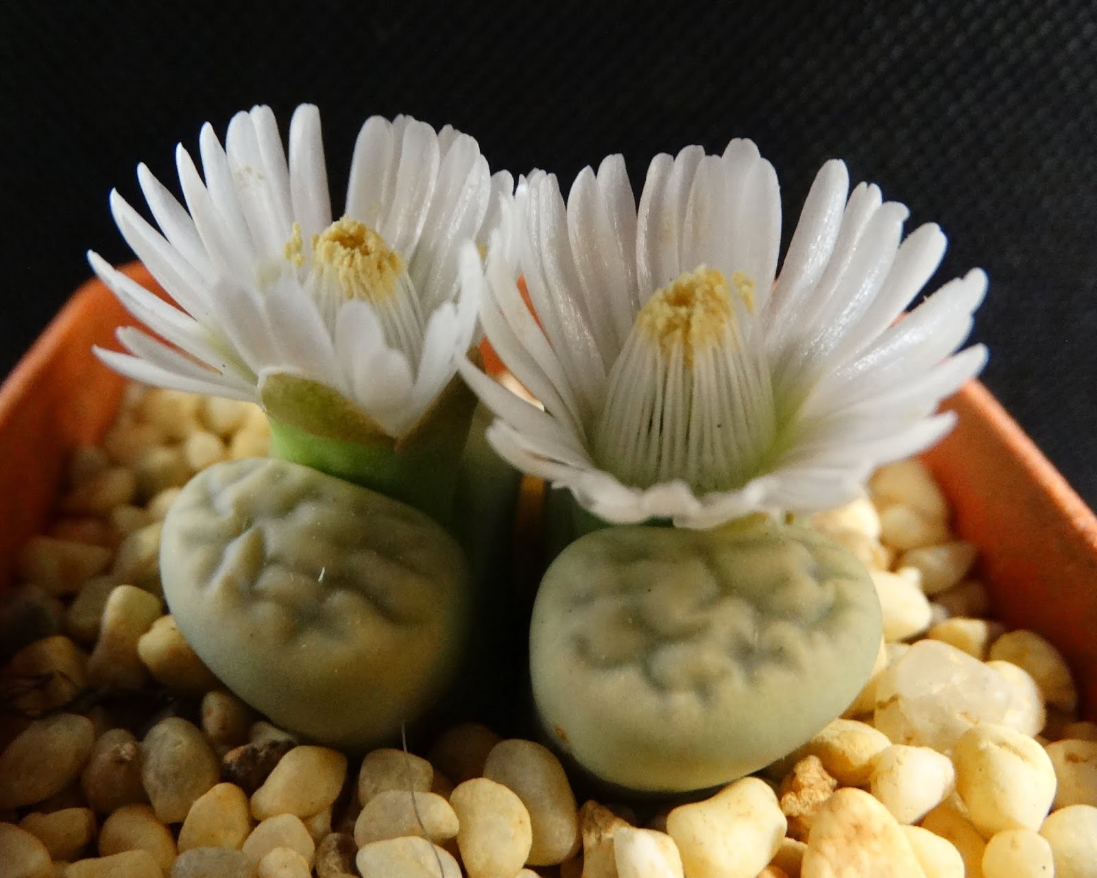 Succulent Sundae: LITHOPS 'AVOCADO CREAM'