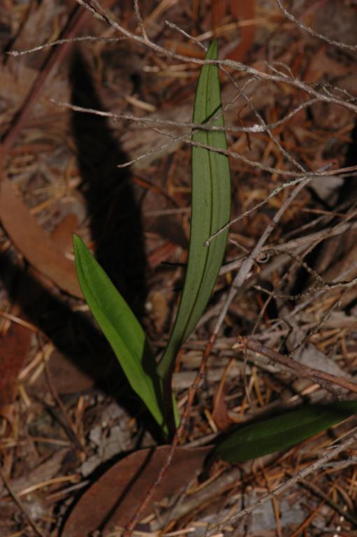 The Nature of Robertson: Cryptostylis subulata - "Large Tongue Orchid ...