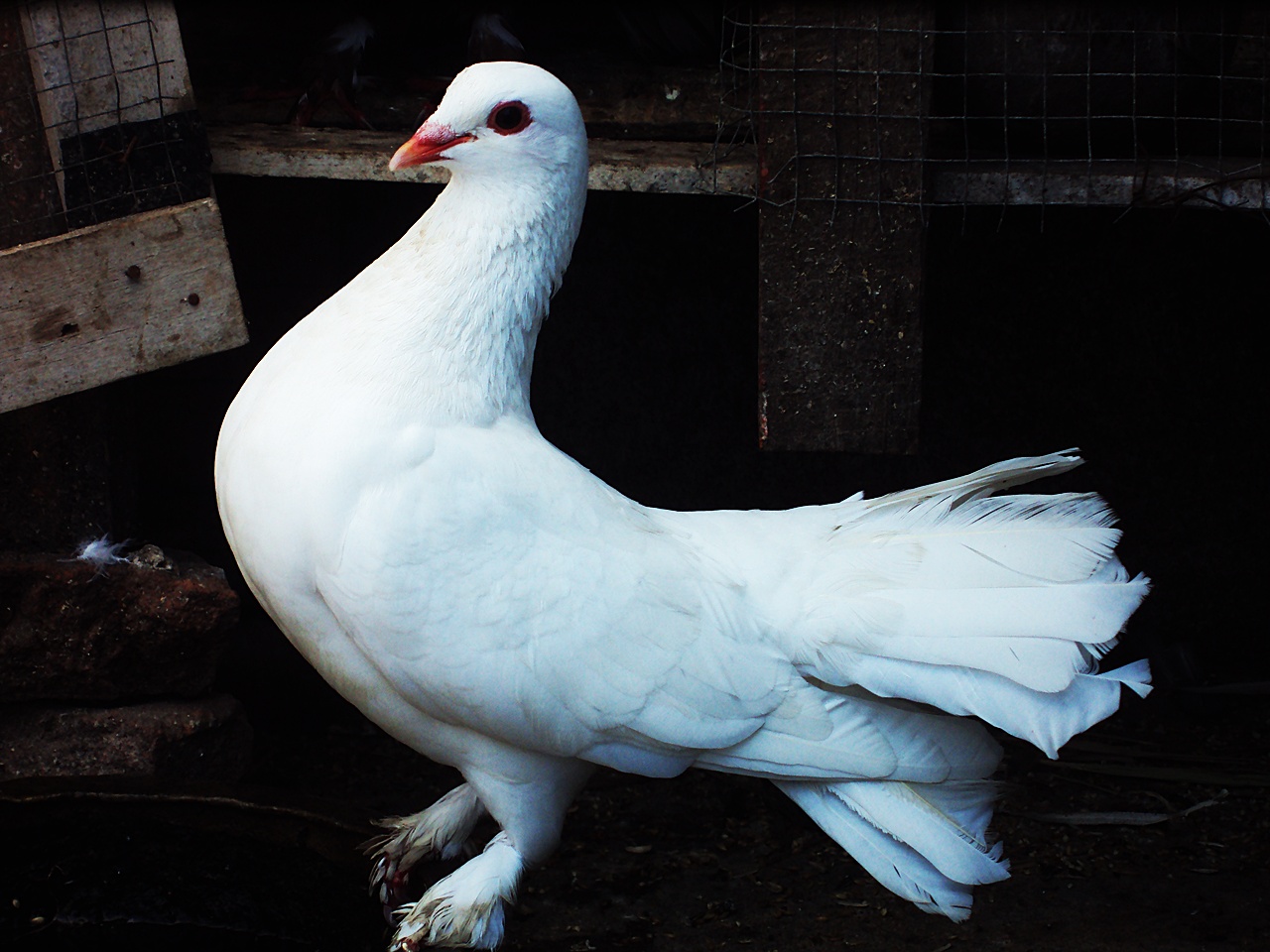 toko bagong farm: Merpati Kipas/ Merpati Persi/ Indian Fantail Pegion