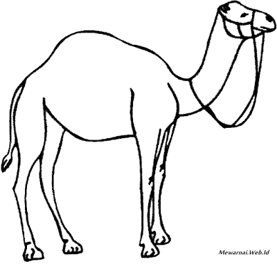 Cara Menggambar Sketsa Unta - Gambar Lucu