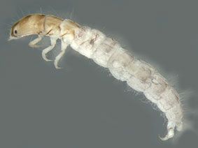 Variety of Life: Psychomyioidea