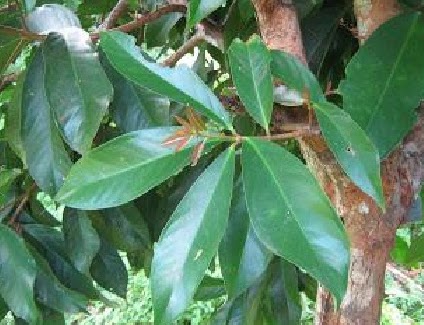 Manfaat Buah Jambu Darsono Bagi Kesehatan | Hikmah Di Balik Kisah