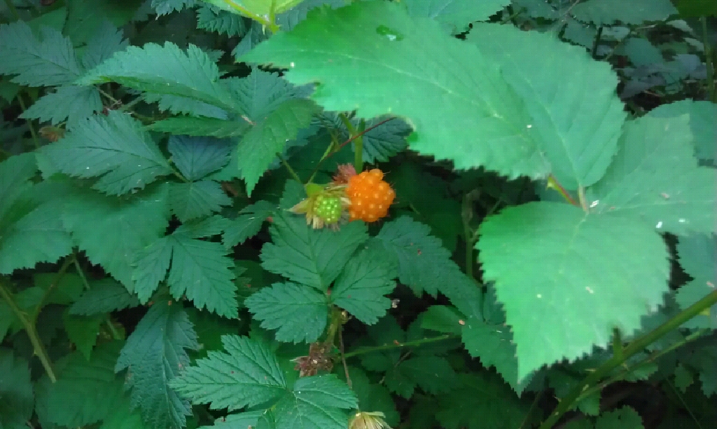 Salmonberries [1991] - bittorrentcompu
