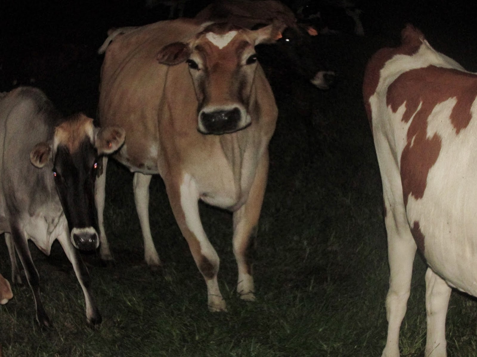 Clasificacion Taxonomica de la vaca