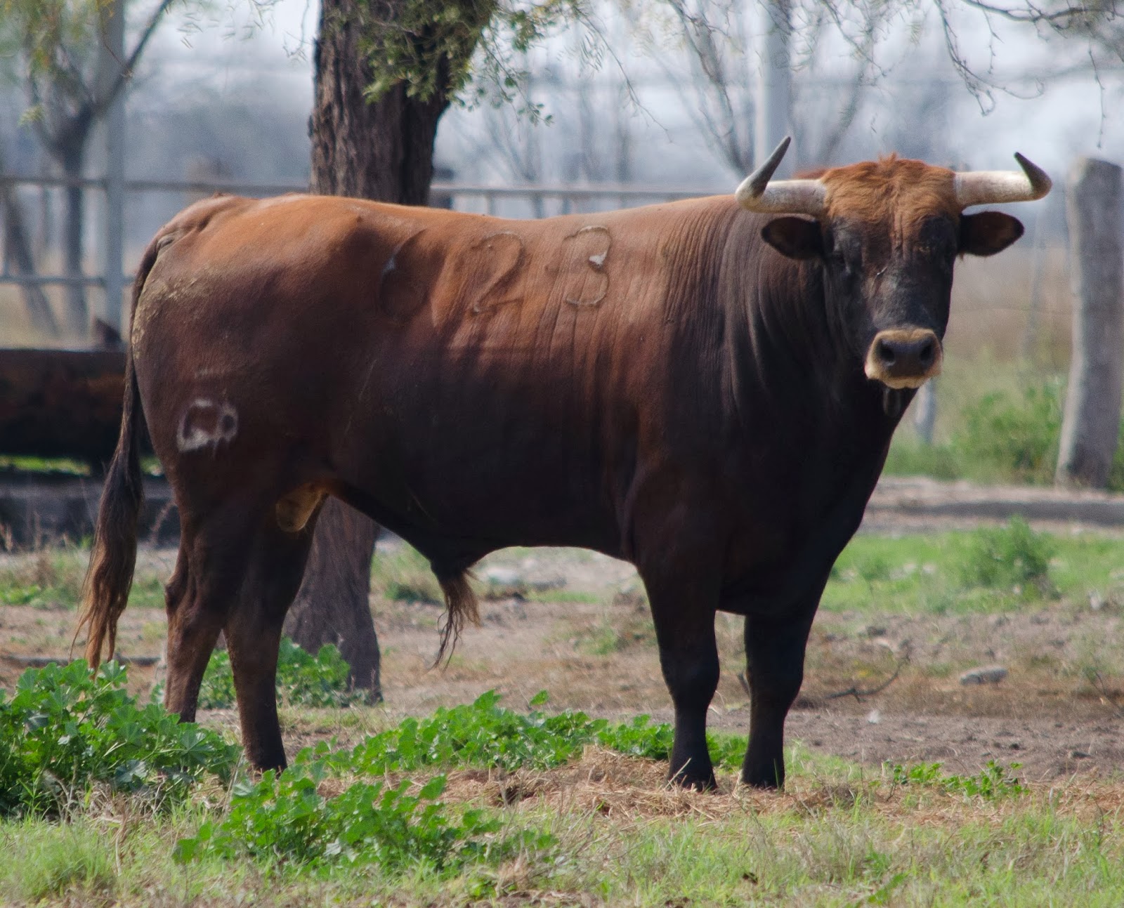 El Redondel Taurino: PLAZA DE TULA (MÉXICO) FOTOS DE LOS TOROS PARA EL ...