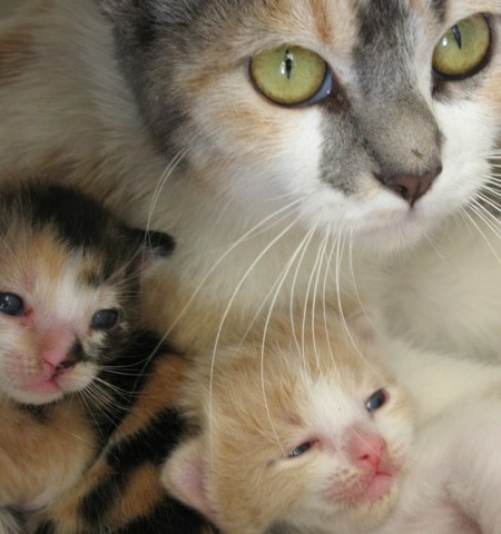.: Gestación y parto en caninos y felinos