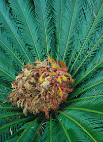 Phylum Cycadophyta Examples