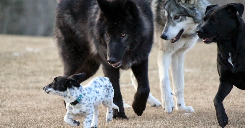 White Wolf : How The Wolf Became The Dog