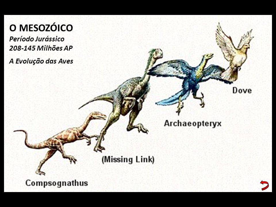Chalé Dos Bichos: Origem das aves