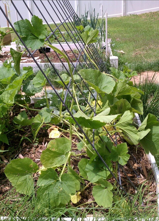 Cranky Puppy Farm: Creative Gardening With Arches