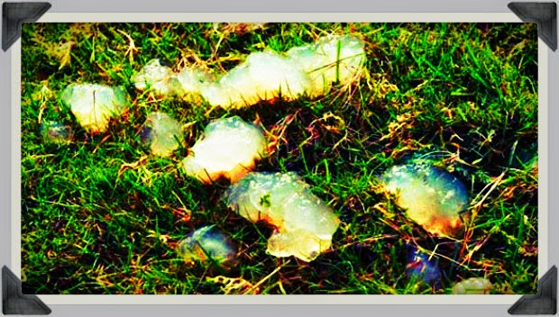 The Belle Effect: The Oakville Blob