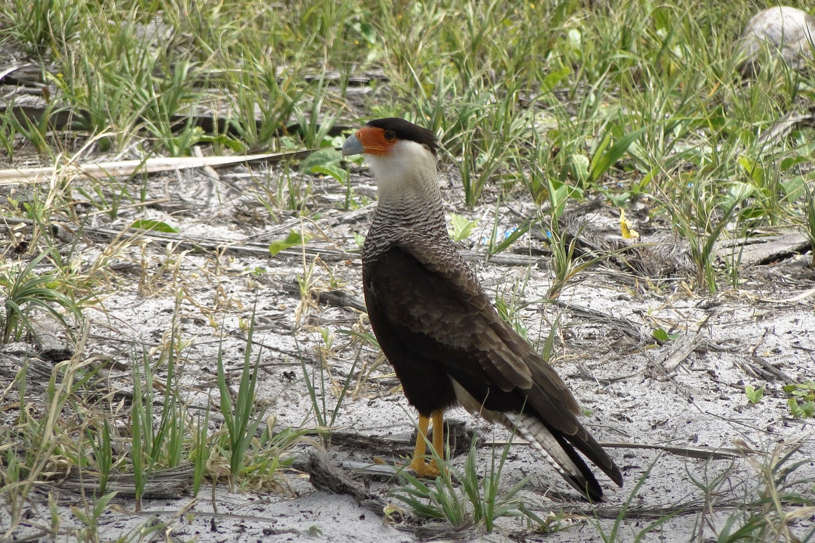 VIVENDO COM CIÊNCIA: CARCARÁ