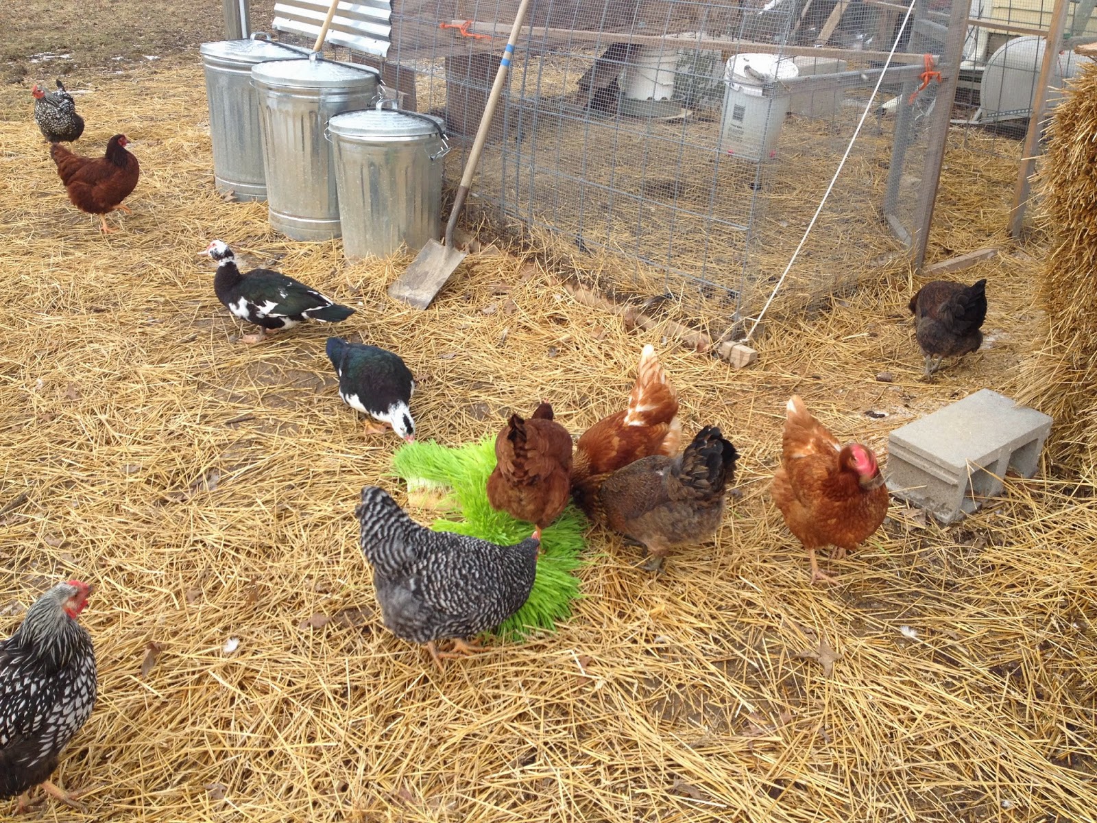 little country house: Barley Fodder System