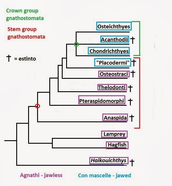 PaleoStories: Piccolo Atlante di Anatomia di Gnathostomata: Introduzione