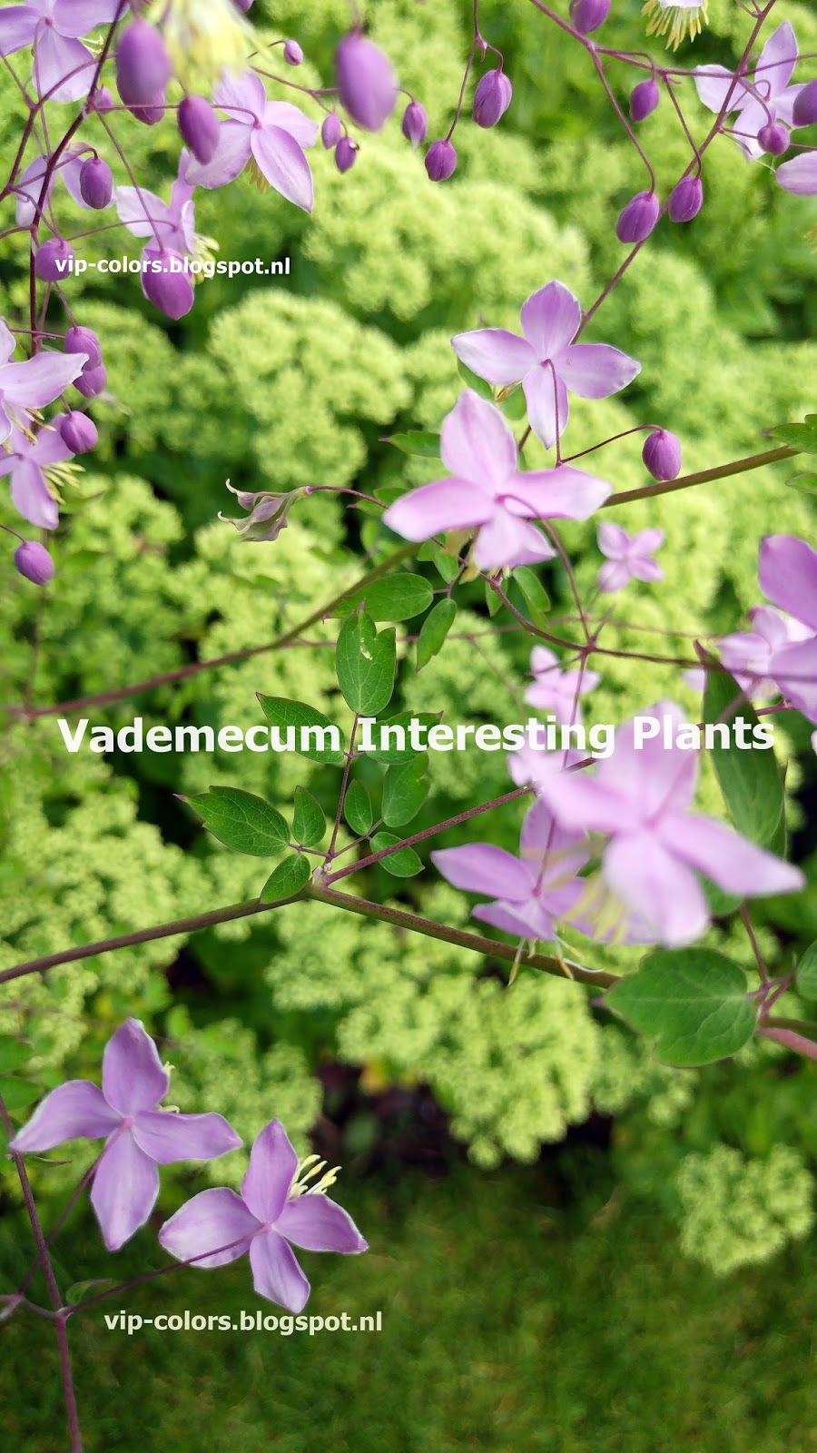 Vademecum Interesting Plants: Thalictrum delavayi - Rutewka Delavaya ...