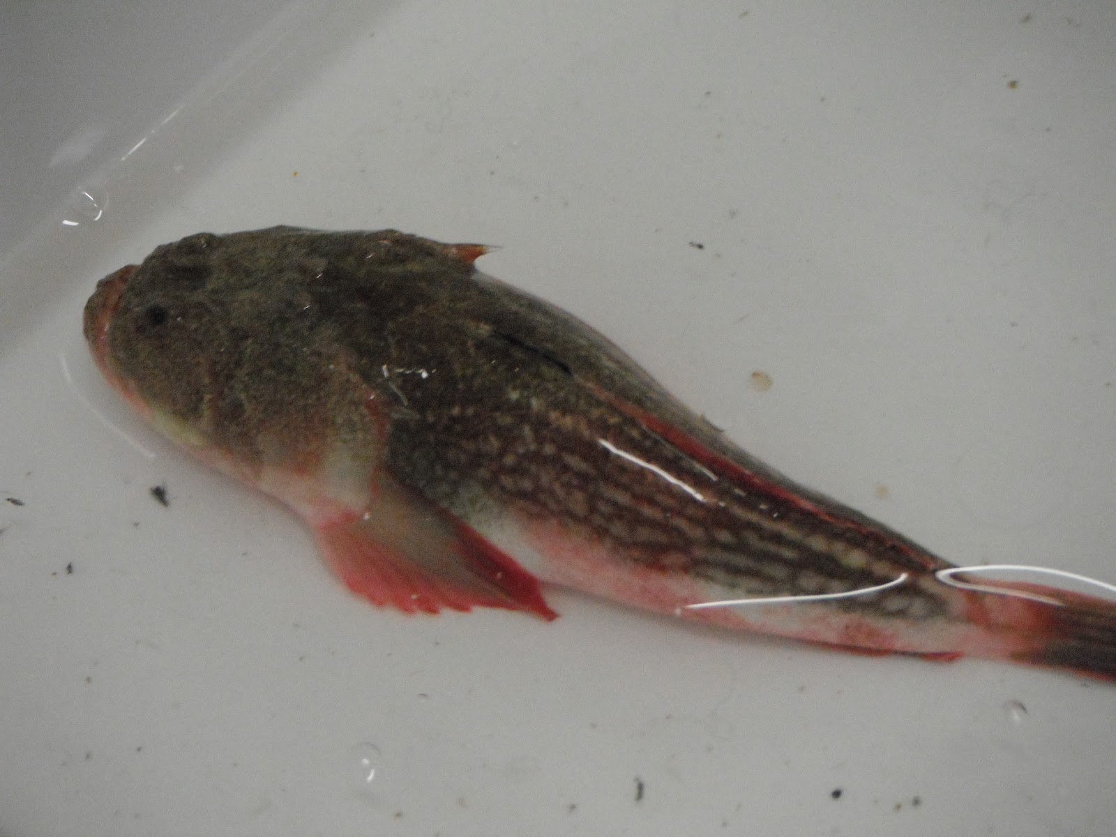 La Mar: Pesci dell'Adriatico. Rana pescatrice e pesce prete.