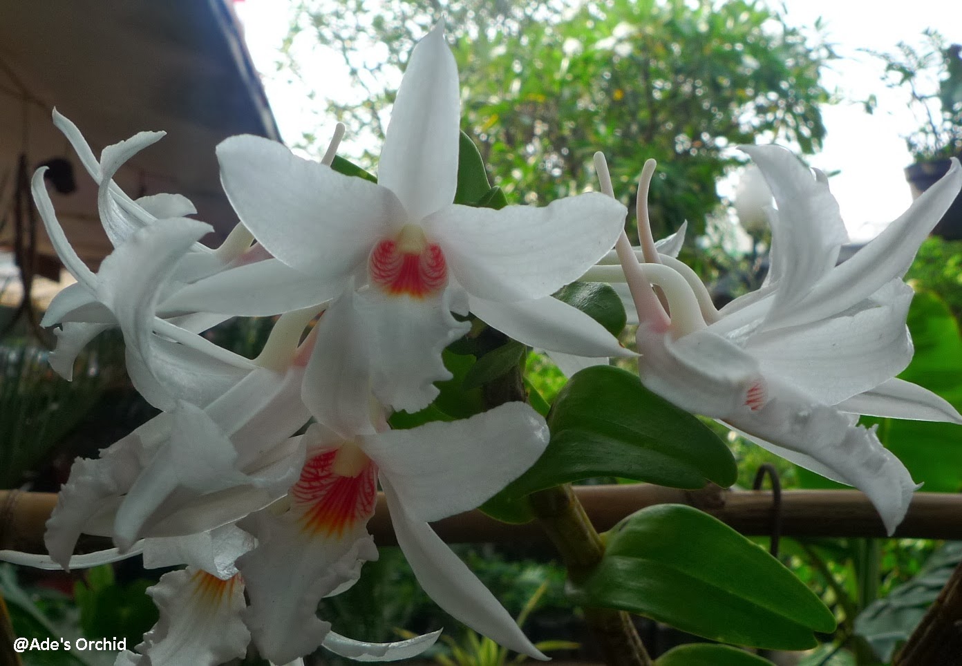 Ade's Orchid: Dendrobium draconis