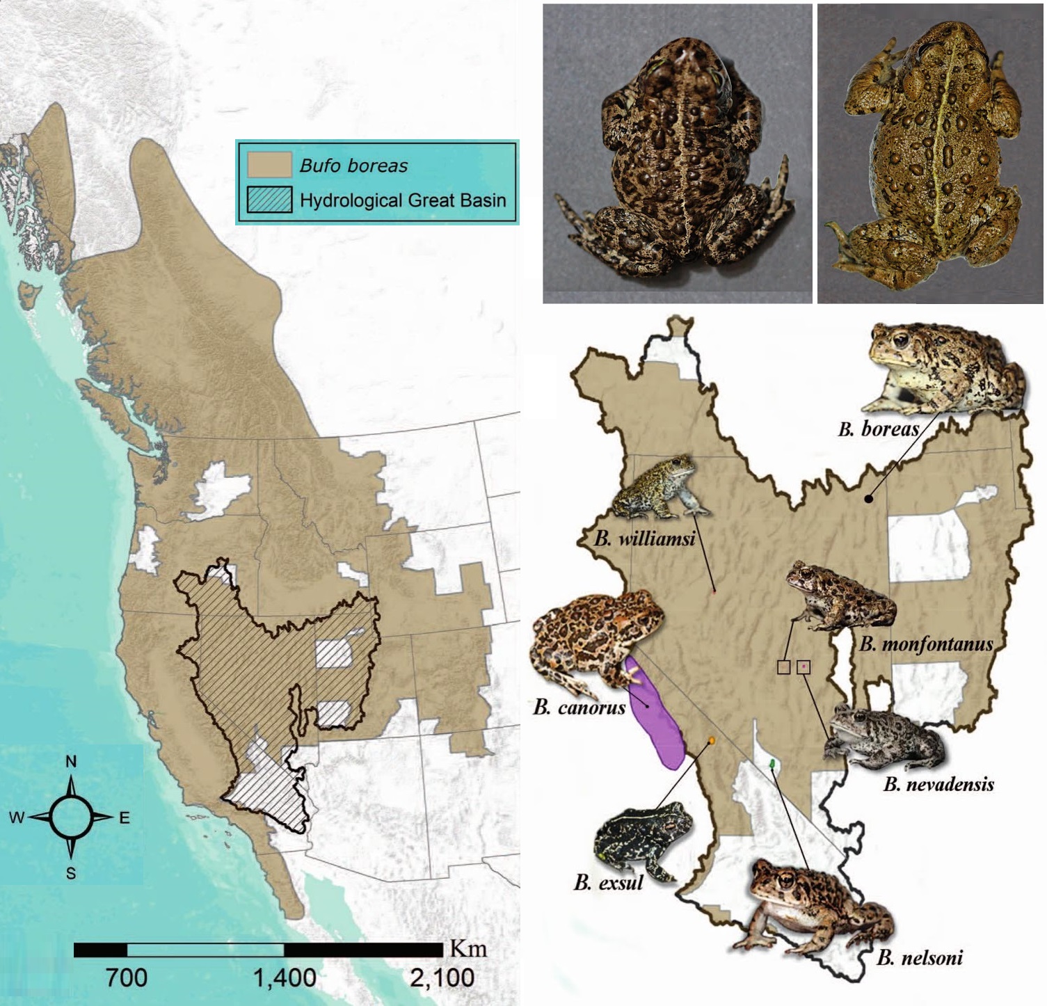 Species New to Science: [Herpetology • 2020] Bufo (Anaxyrus) nevadensis ...