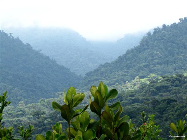 ECOSISTEMAS DE COSTA RICA: BOSQUE TROPICAL MUY HÚMEDO MONTANO