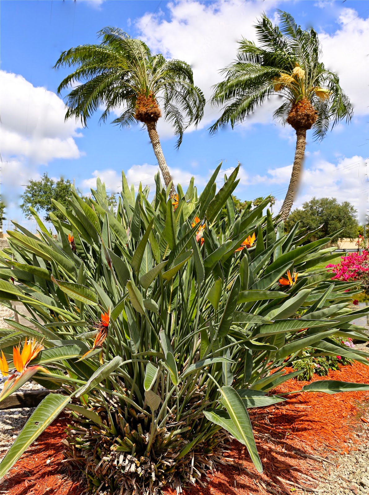 Sweet Southern Days: Tropical South Florida